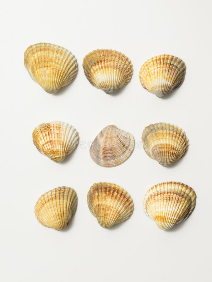 Different Shells on a White Background. Stock Photo - Image of scallop ...