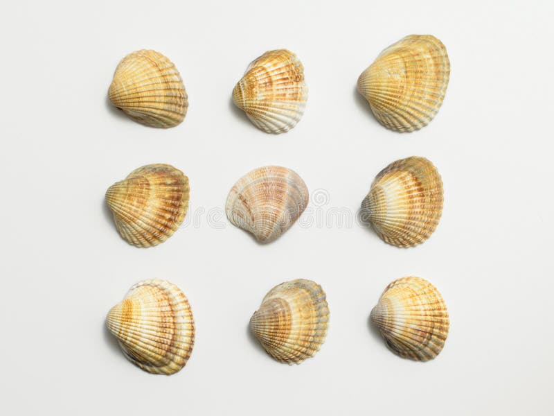 Different Shells on a White Background. Stock Photo - Image of scallop ...