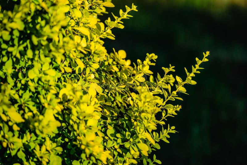 Different Shrubs in the Springtime Stock Image - Image of aroma, green ...