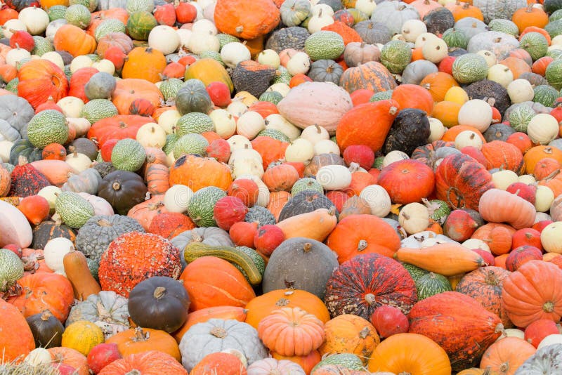 Different Size and Color Pumpkins Stock Photo - Image of fresh, object ...