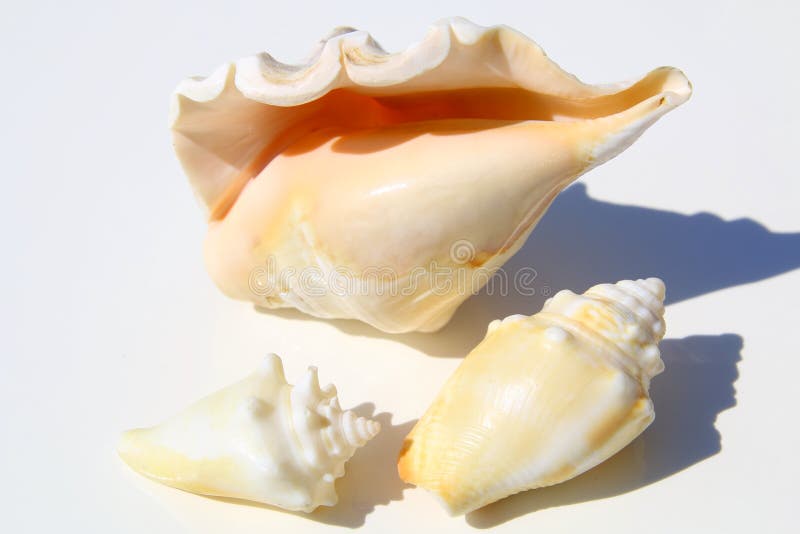 Different size sea shells stock image. Image of seashell - 50352309
