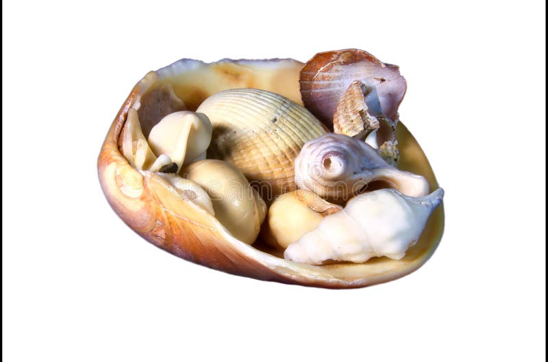 Different Sized Atlantic Sea Shells Isolated on White Stock Photo ...
