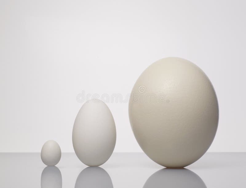 Different sized eggs stock image. Image of white, spheroid - 14476077