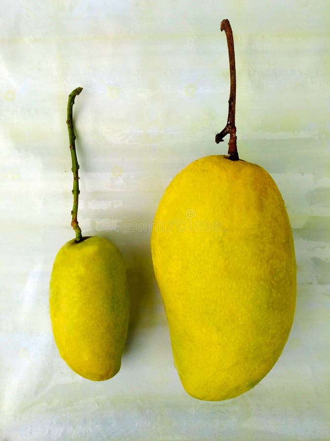 233 Two Mangoes Fruits Stock Photos - Free & Royalty-Free Stock Photos ...