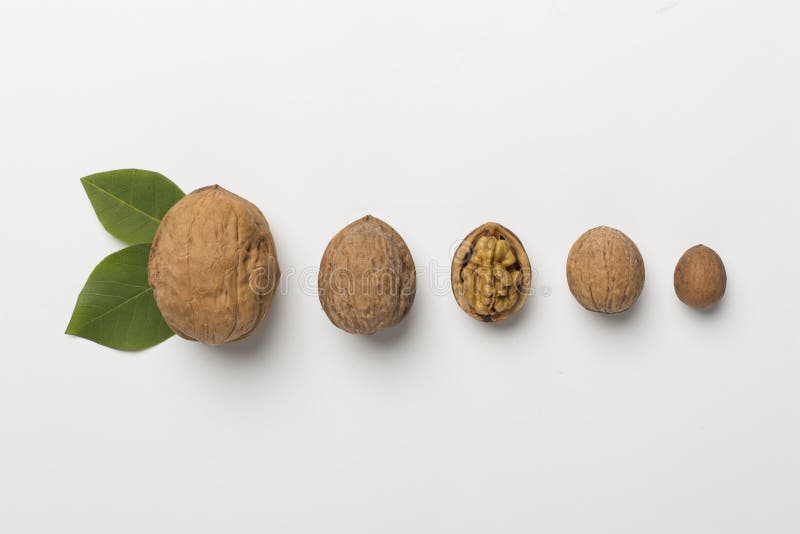 Different Sizes Walnuts on White Background, Top View Stock Photo ...