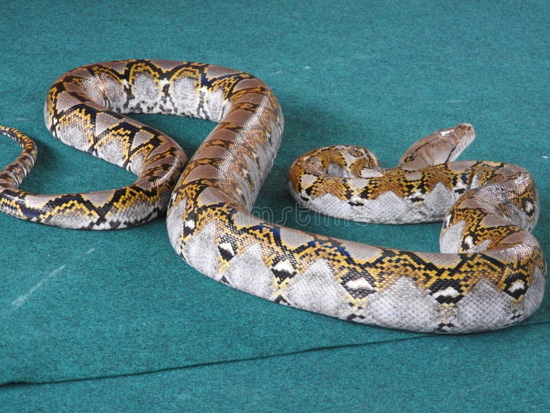 Different Snakes Middle Plan on a Blue Background in the Process ...