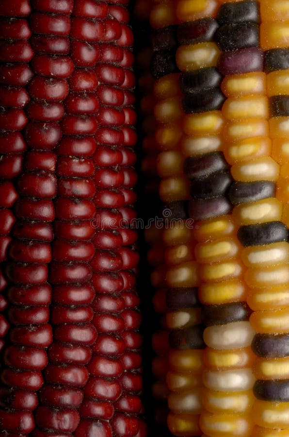 224 Different Corn Varieties Photos - Free & Royalty-Free Stock Photos ...