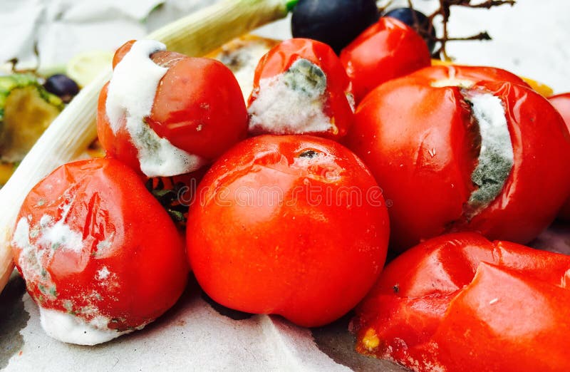 Different Sorts of Rotten Fruit and Vegetables Stock Image - Image of ...