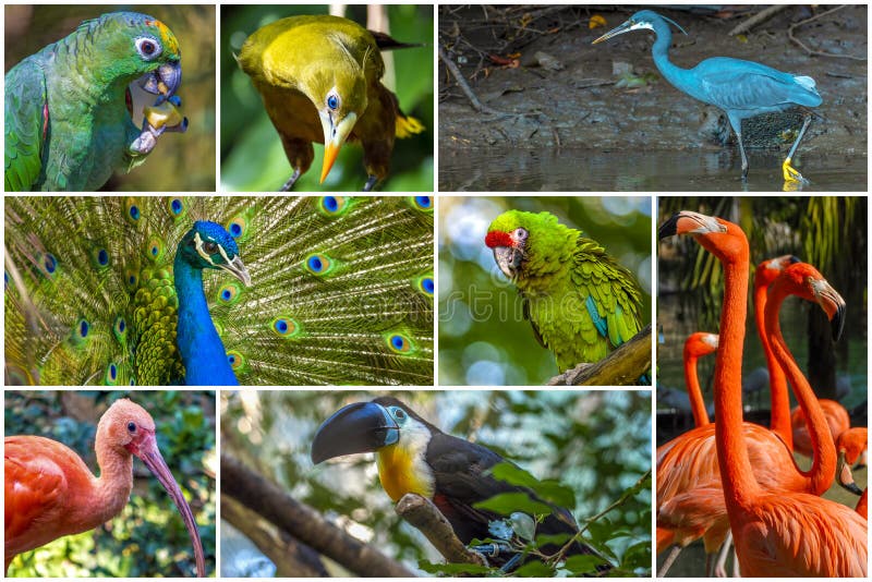 Different Species of Birds in Collage Stock Photo - Image of water ... Different Species of Birds in Collage Stock Photo - Image of water ...
