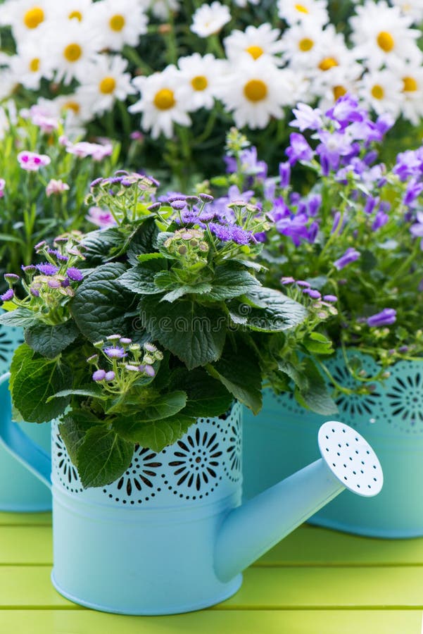 Different Spring Flowers in Flower Pots Stock Photo - Image of flower ...