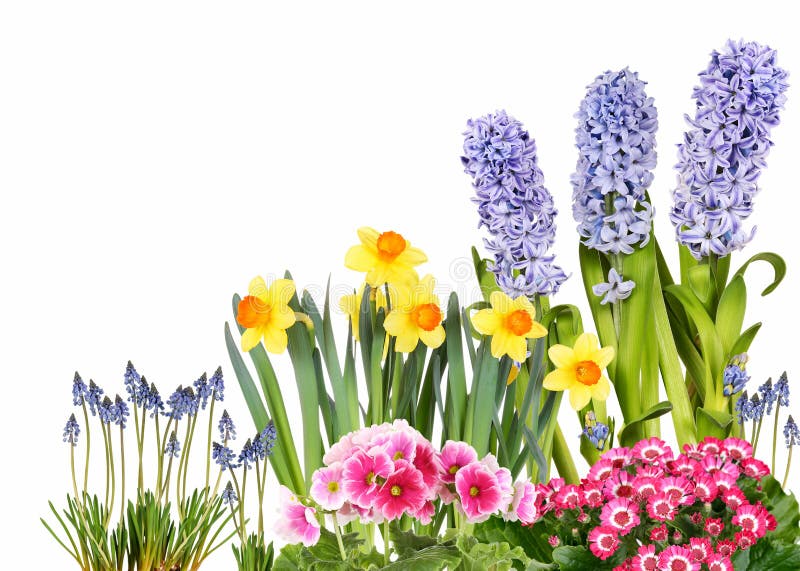 Different spring flowers stock image. Image of florist - 88445915