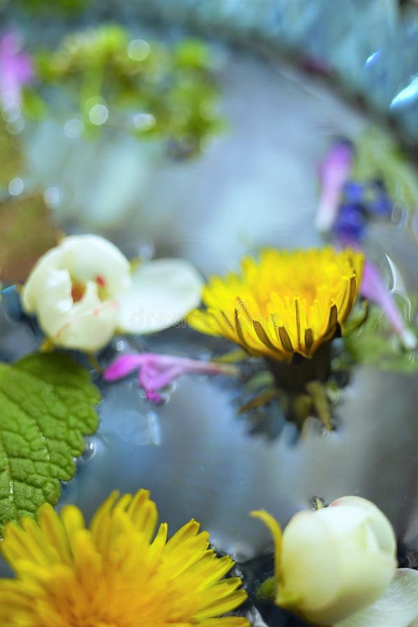 Different Spring Flowers with Green Leaves Float in the Water of a Blue ...