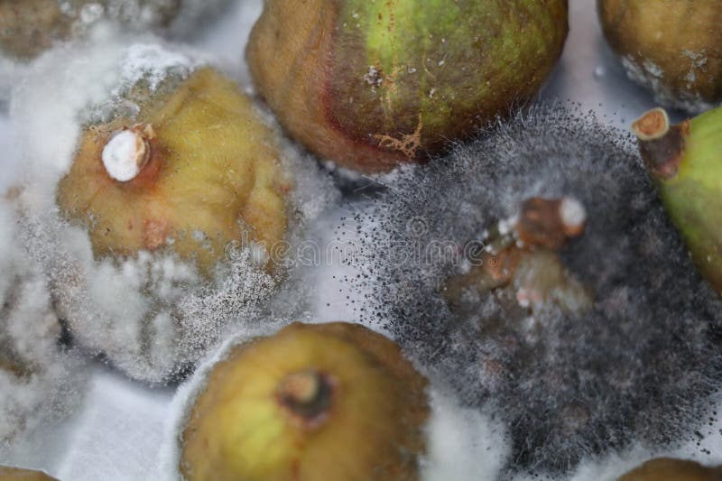 Rotten Figs with Mold in Different Stages Stock Image - Image of ...