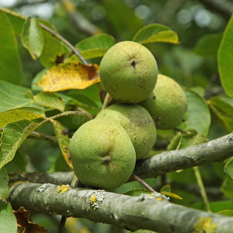 Different Stages of Ripening of a Nut with Broux or Ready To Fall Stock ...