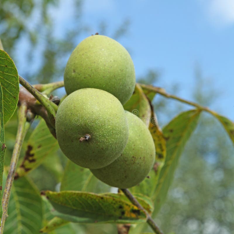Different Stages of Ripening of a Nut with Broux or Ready To Fall Stock ...