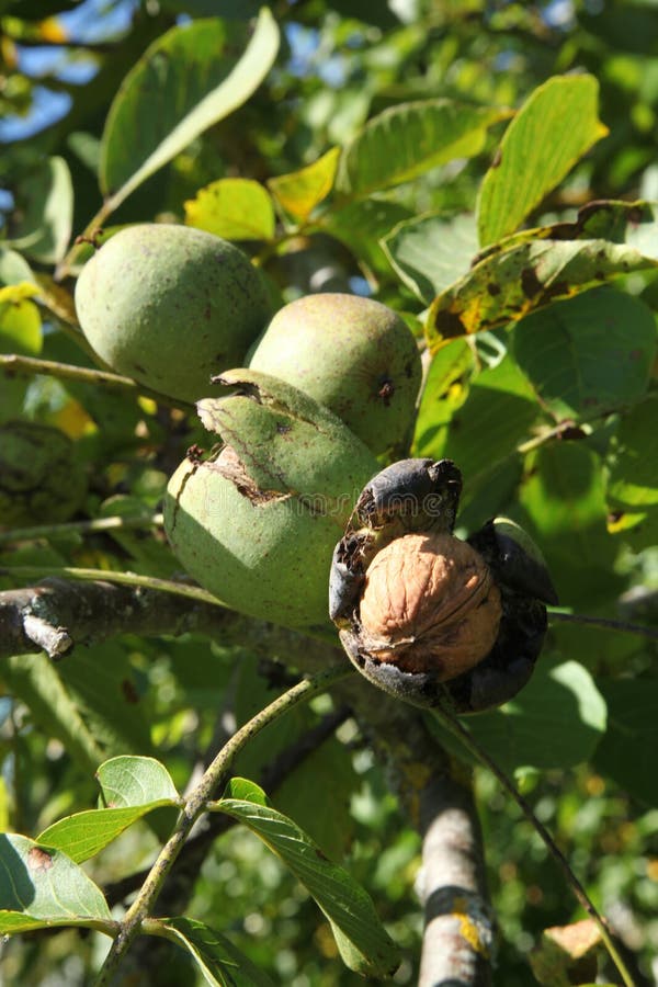 Different Stages of Ripening of a Nut with Broux or Ready To Fall Stock ...