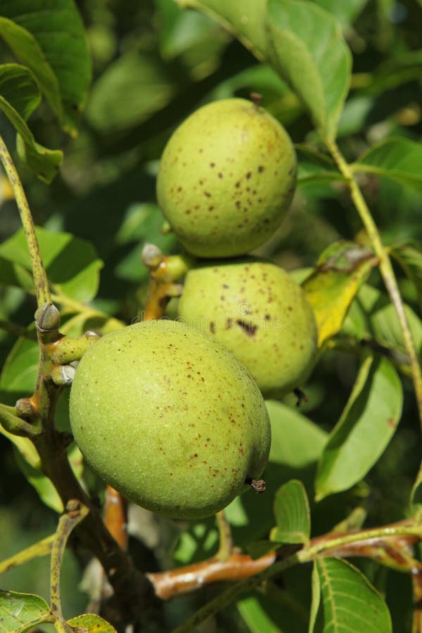 Different Stages of Ripening of a Nut with Broux or Ready To Fall Stock ...