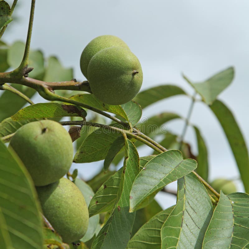 Different Stages of Ripening of a Nut with Broux or Ready To Fall Stock ...