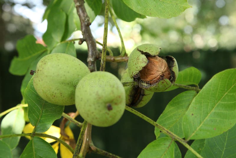Different Stages of Ripening of a Nut with Broux or Ready To Fall Stock ...