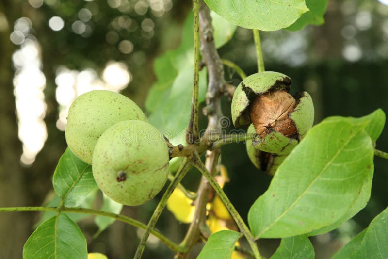 Different Stages of Ripening of a Nut with Broux or Ready To Fall Stock ...