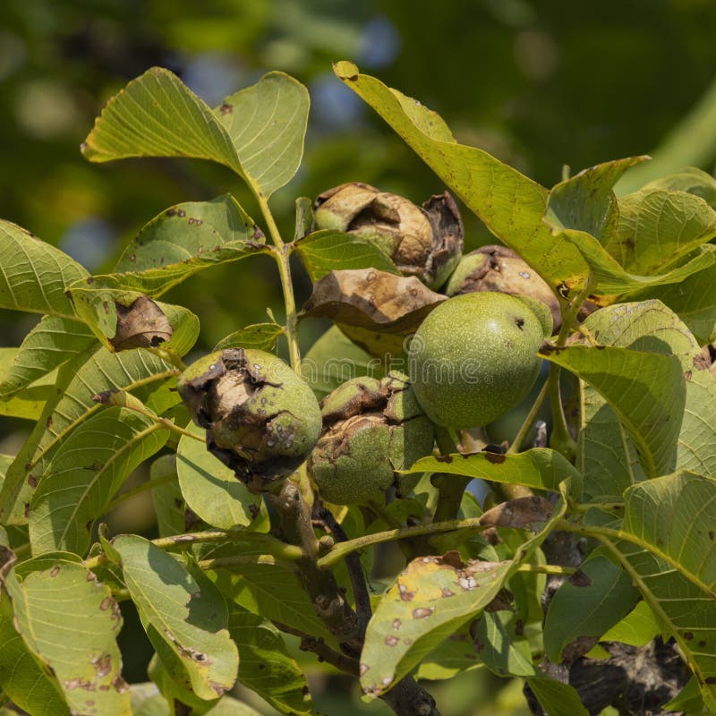 Different Stages of Ripening of a Nut with Broux or Ready To Fall Stock ...