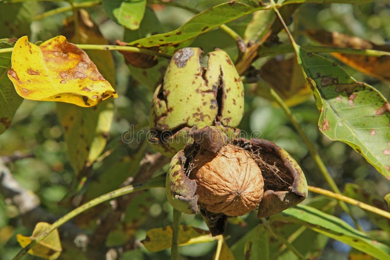 Different Stages of Ripening of a Nut with Broux or Ready To Fall Stock ...