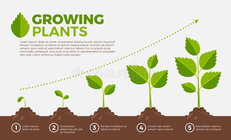 Different Steps of Growing Plants. Vector Illustration in Cartoon Style ...