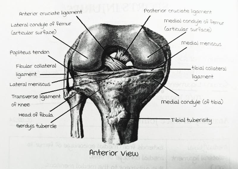 Different Structures of Knee Joint Editorial Photo - Image of ...