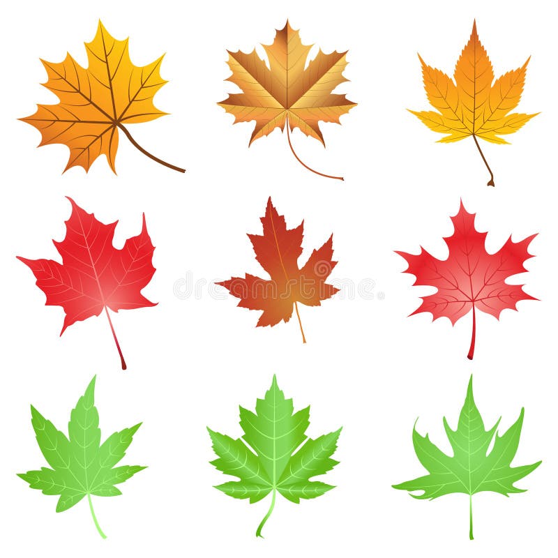 Different Style Realistic Autumn Color Leaf or Maple Brown Leaf Set ...