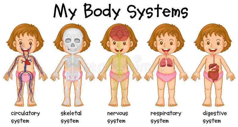 Different Systems of Human Body Diagram Stock Vector - Illustration of ...