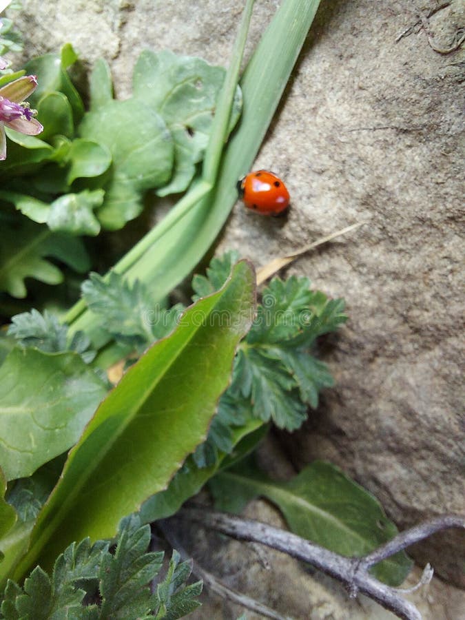 Different Textures Macro Images Stock Image - Image of blossom, plants ...