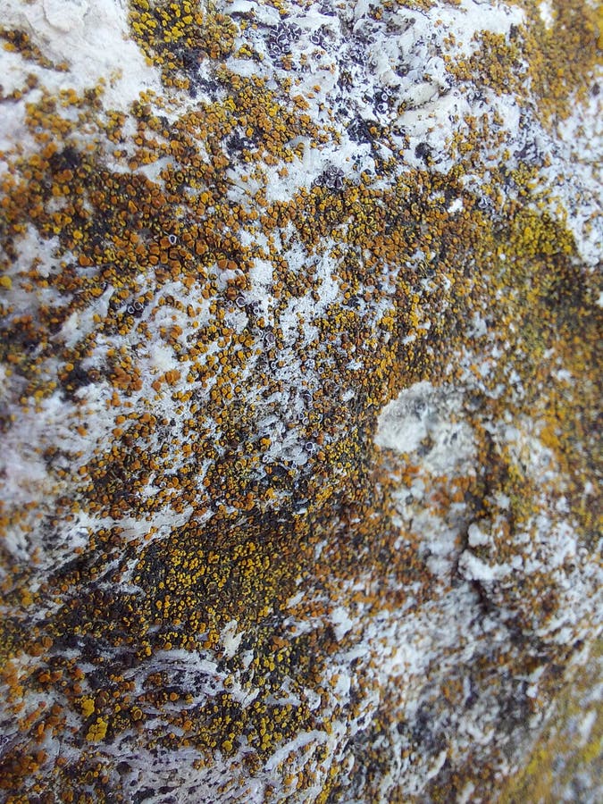 Different Textures Macro Images Stock Image - Image of nointerference ...