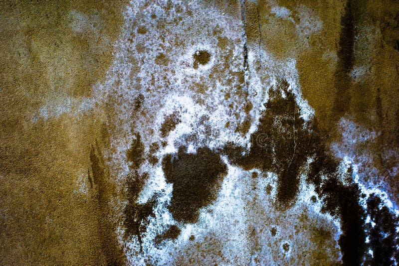 Different Textures on Wood Produced by Fungy, Mold Stock Photo - Image ...