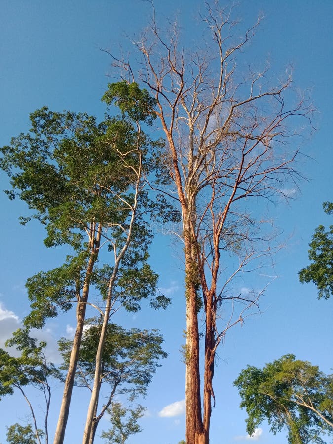 Different Tree in the Forest Stock Image - Image of blue, tree: 285680329