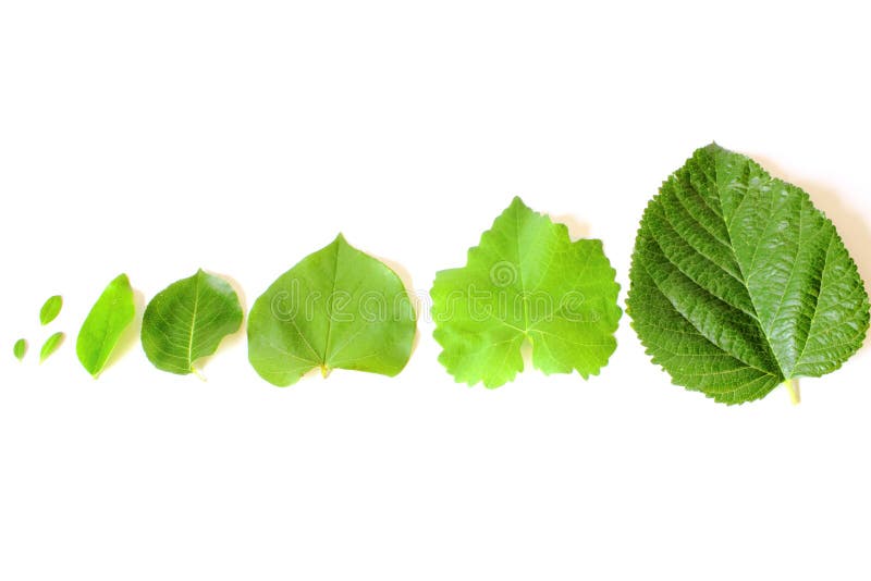 Different Tree Leaves stock image. Image of nature, spring - 25276293