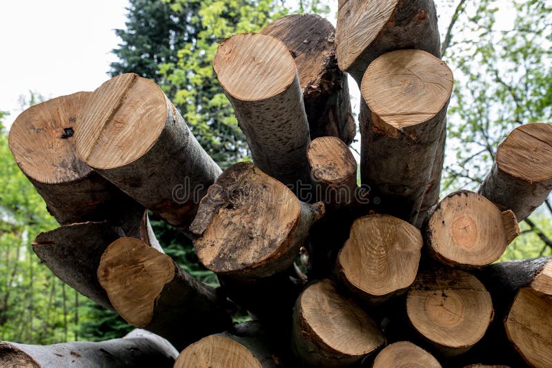 Different Tree Trunks Cut on Top of Each Other Stock Photo - Image of ...