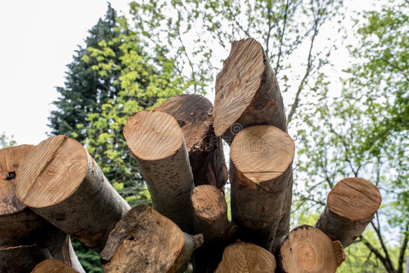 Different Tree Trunks Cut on Top of Each Other Stock Photo - Image of ...
