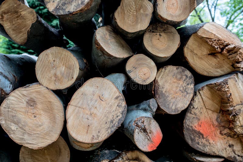 Different Tree Trunks Cut on Top of Each Other Stock Photo - Image of ...