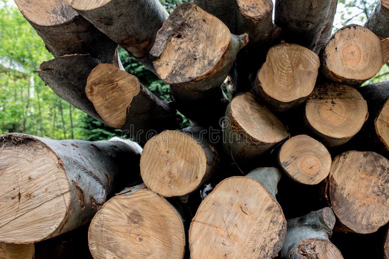 Different Tree Trunks Cut on Top of Each Other Stock Photo - Image of ...