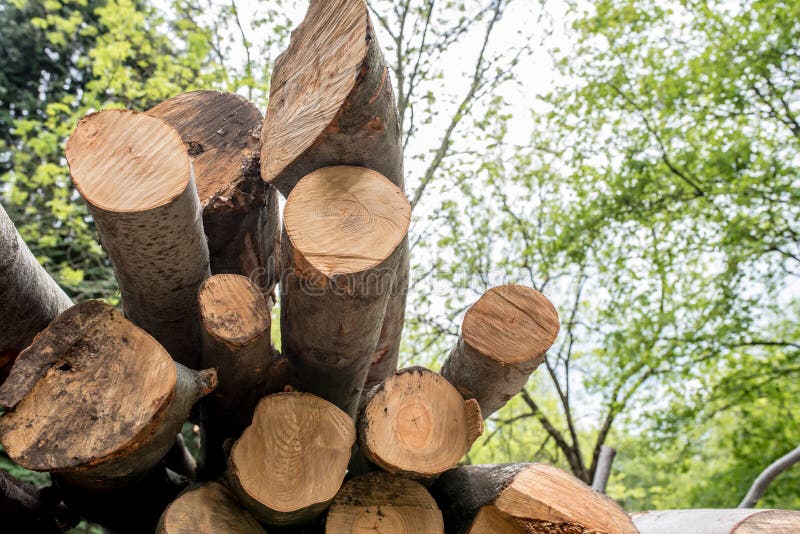Different Tree Trunks Cut on Top of Each Other Stock Image - Image of ...