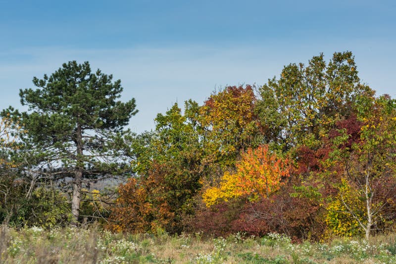 Different Trees in a Autumn Landscape with Sky Stock Photo - Image of ...
