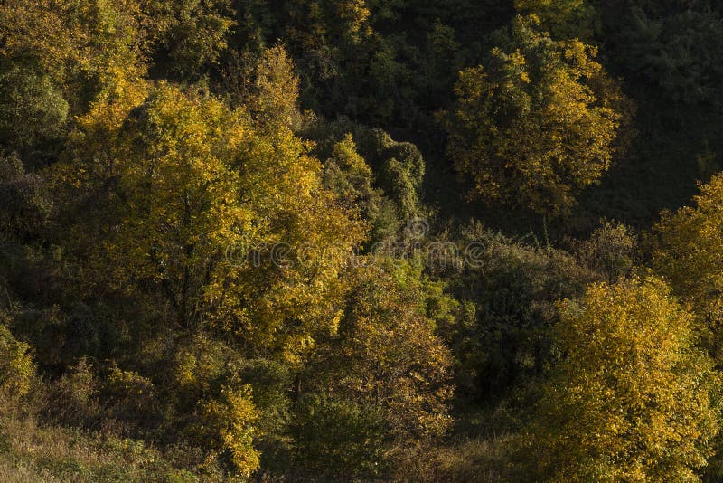 Different Trees in the Forest Stock Image - Image of flowers, detail ...