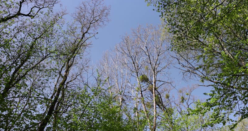 Different Trees in the Forest in the Spring Stock Footage - Video of ...