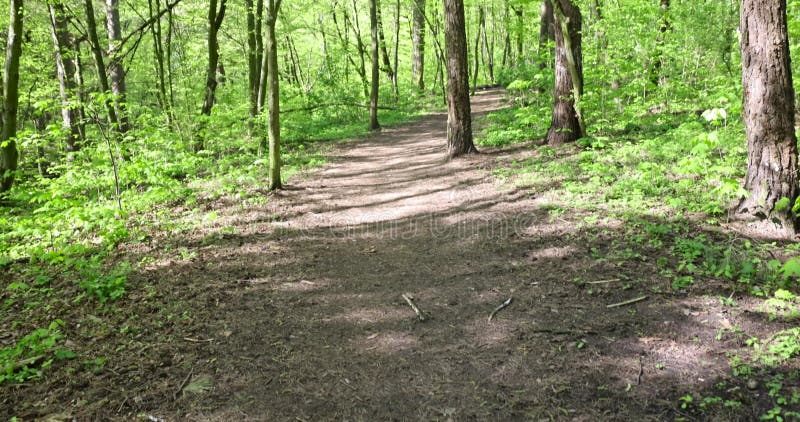 Different Trees in the Forest in the Spring Stock Video - Video of ...