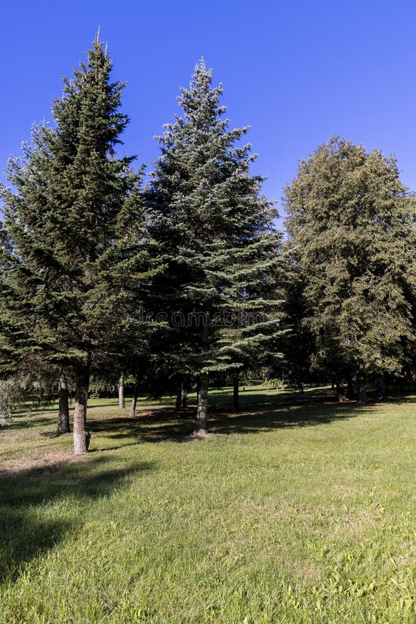 Different Types of Deciduous Trees in the Park at the End of Summer ...
