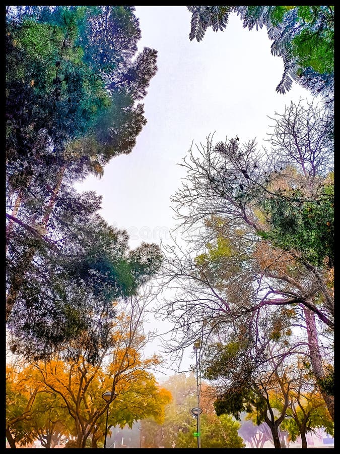 @ Different Trees in Perspective with Autumn View Soft Colored Leaves ...