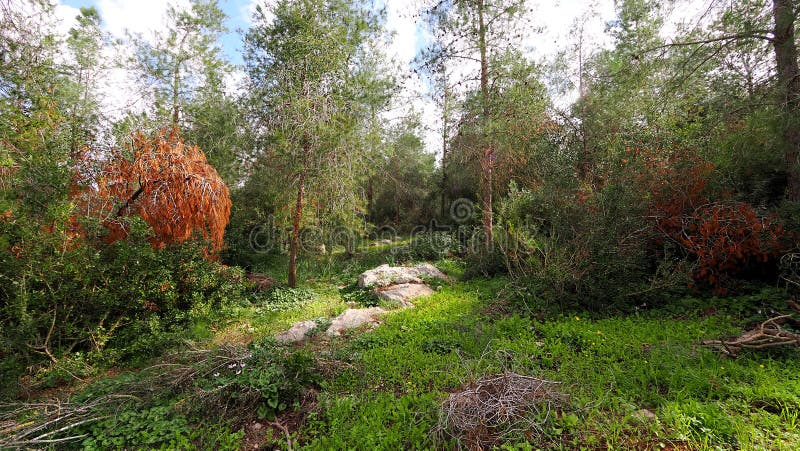 Israeli forest . stock image. Image of forest, nature - 211782977
