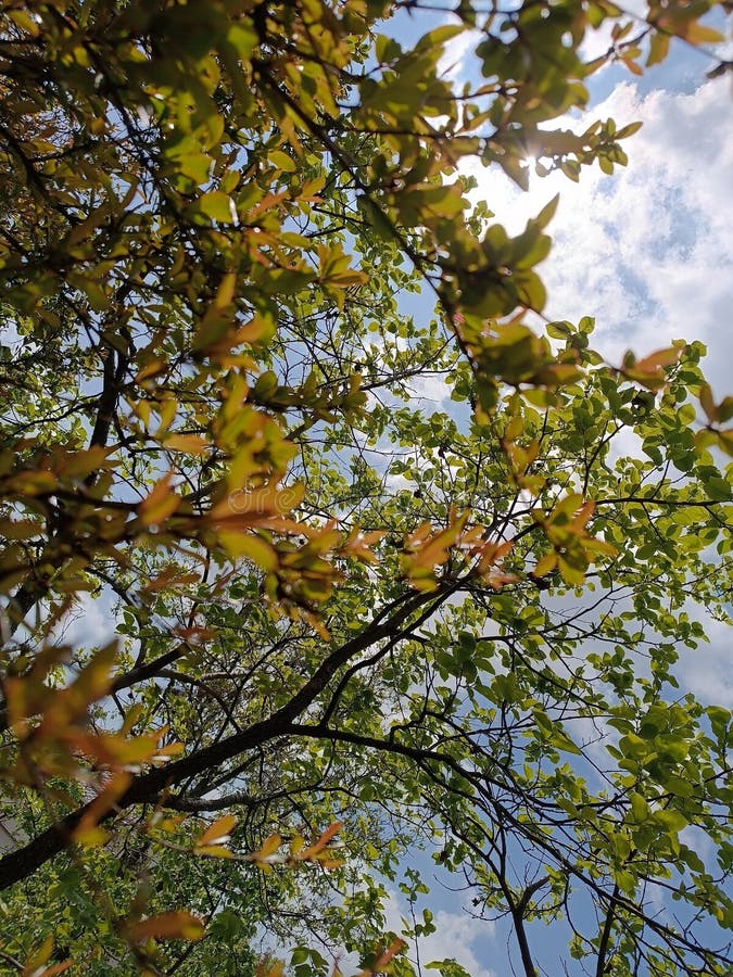 Different Trees in the Season of Spring Stock Image - Image of flower ...