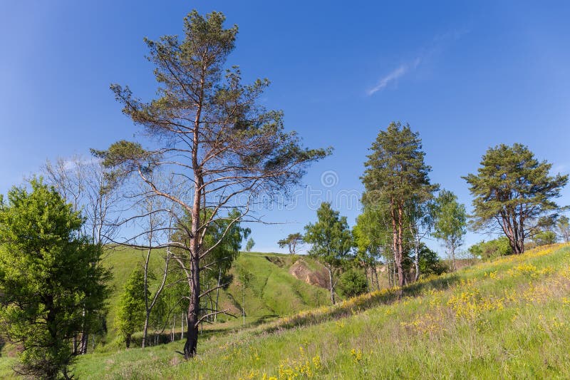 Different Trees Single Growing on Deep Ravine Slopes in Springtime ...