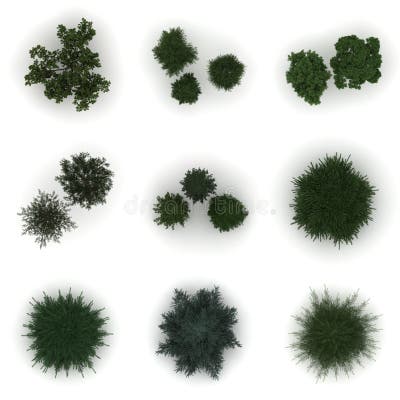 Different Trees from Top View Stock Illustration - Illustration of ...